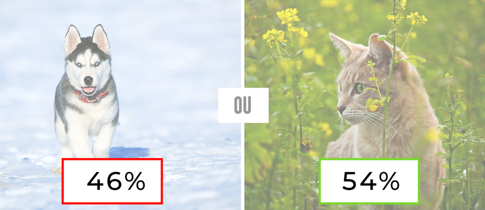 Es-tu plus chien ou chat? — Academos